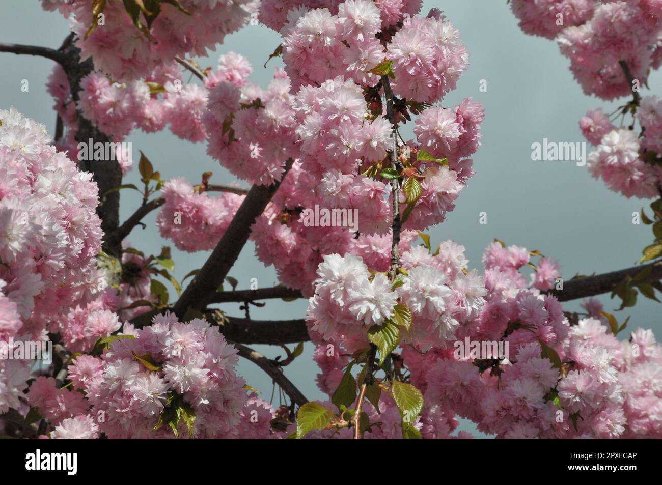 Copenhagen /Denmark/02 May 2023/ Cherry blossom flowers in danis ...