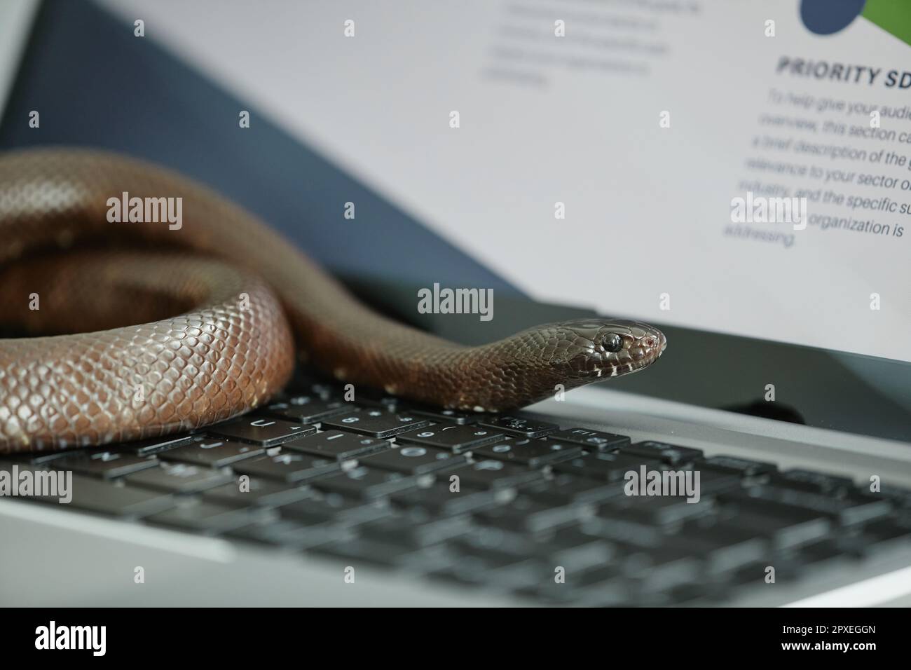 Close-up of copper rat snake which is exotic pet of business person creeping over laptop ...