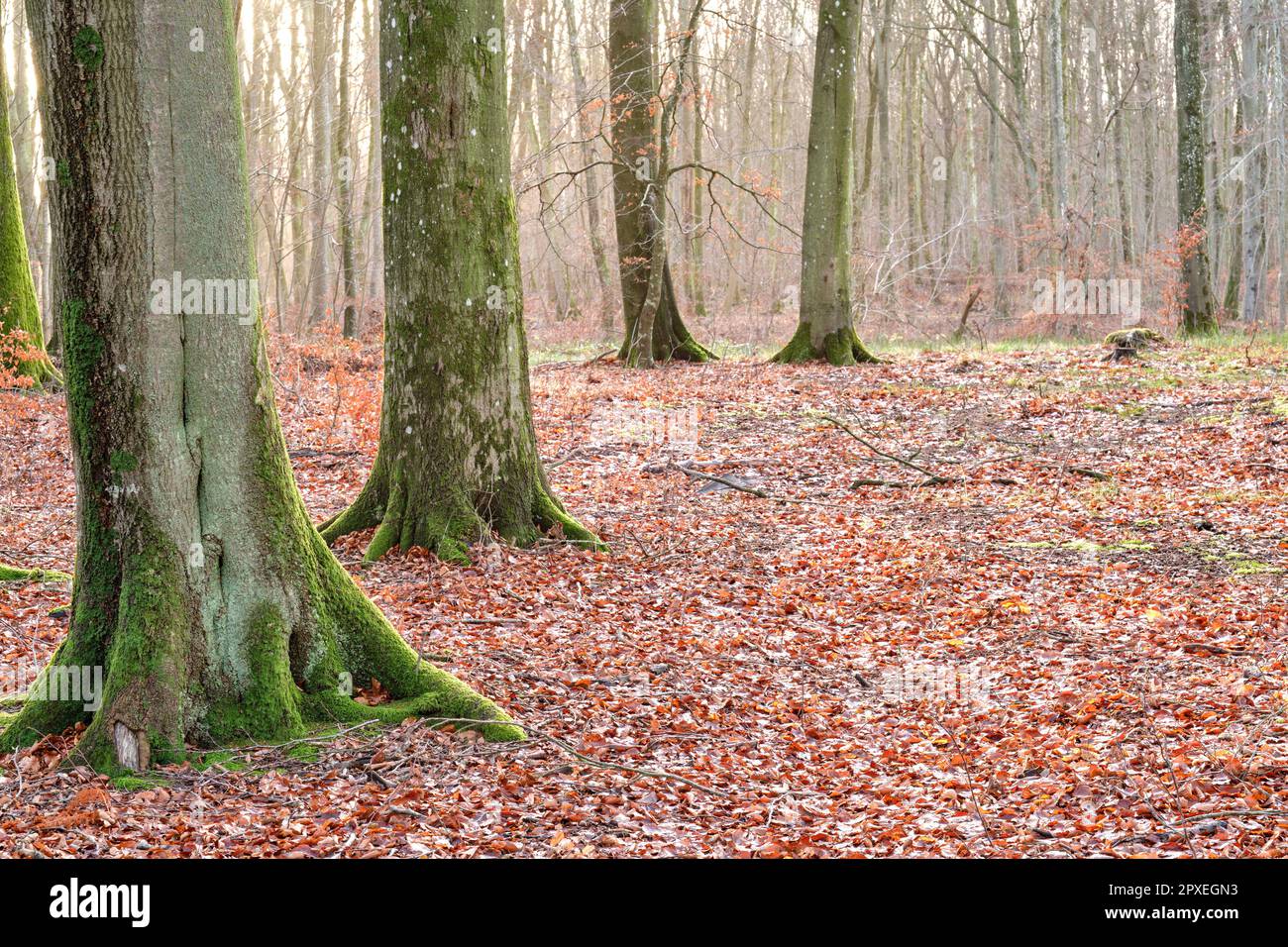 Trees of all types and seasons. A beautiful world of differences. Trees ...