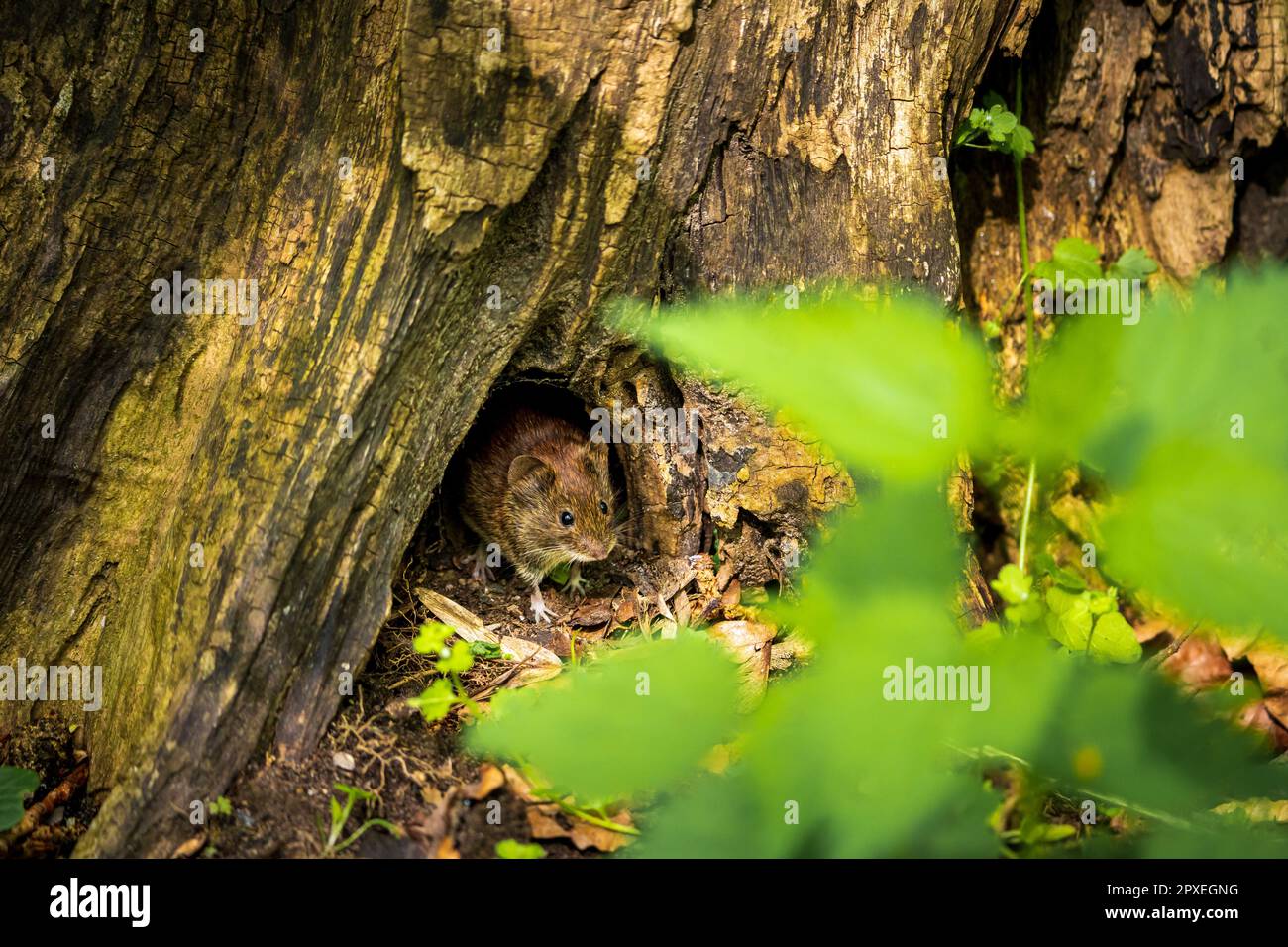 An adorable squirrel is poking its head out of a small hole in a tree ...