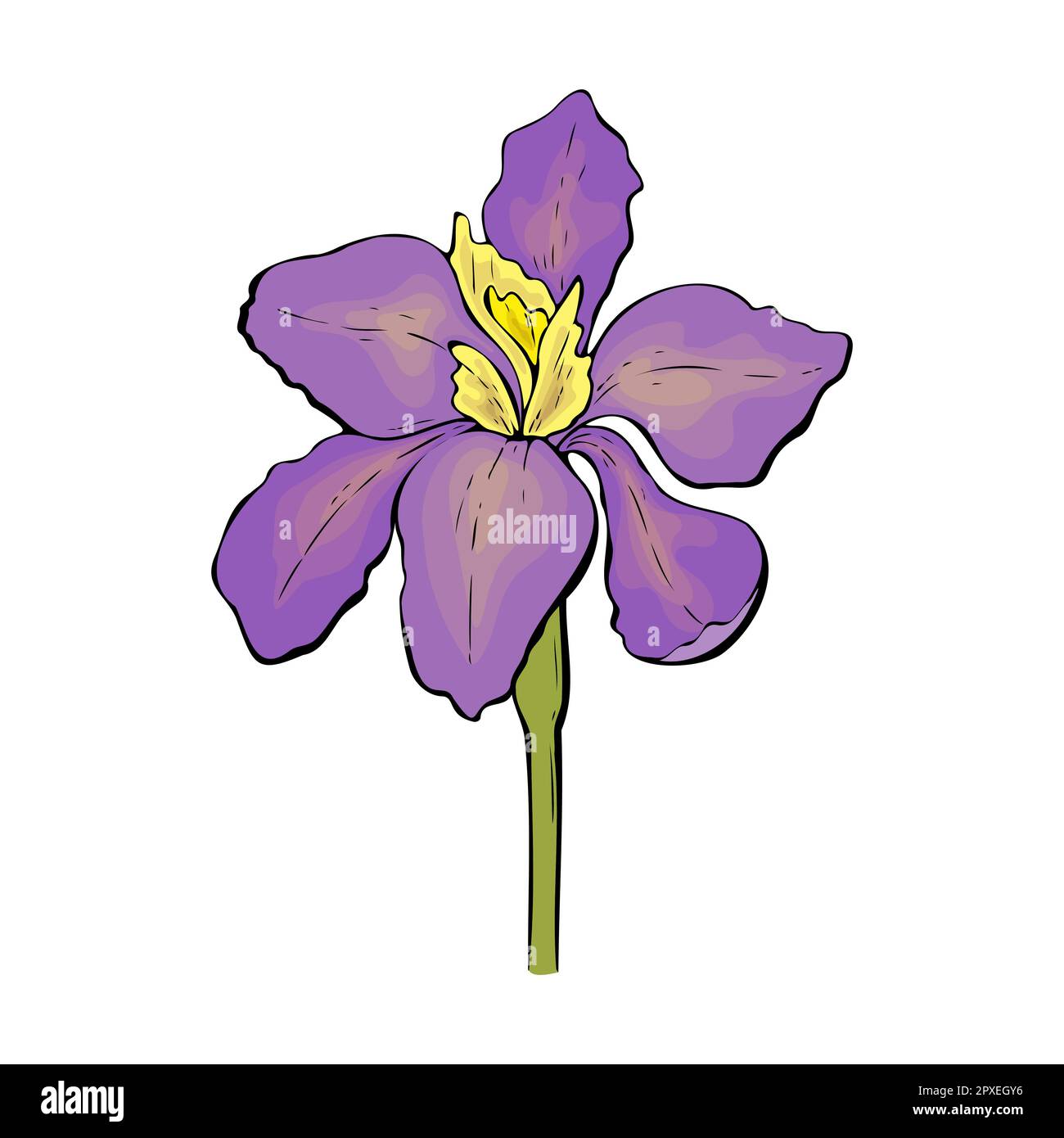 Iris purple violet and yellow flowers isolated on white background ...