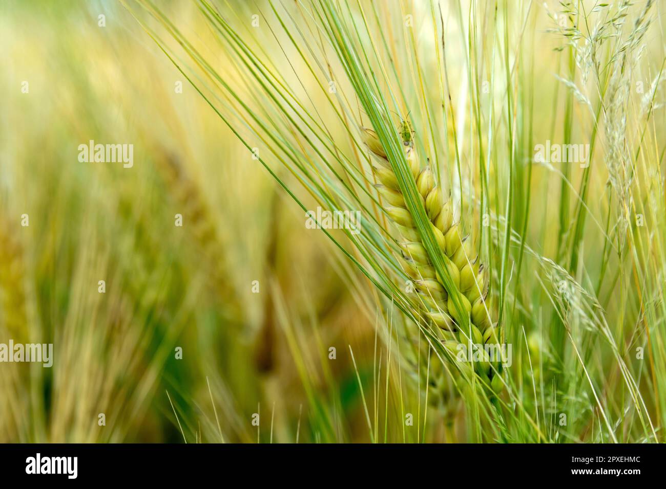 Green ear of grain on a farmland, close up wheat Stock Photo - Alamy