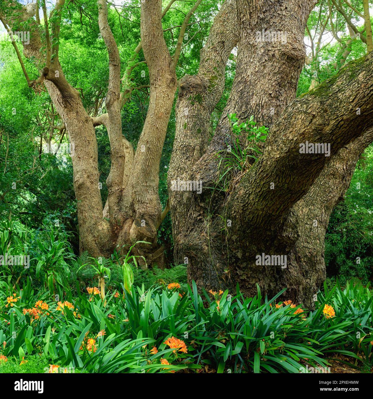 Trees of all types and seasons. A beautiful world of differences. Trees ...