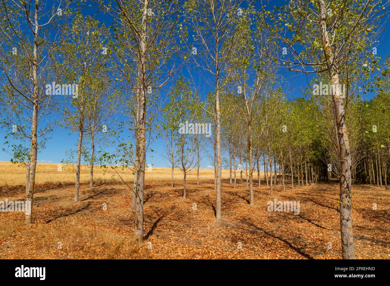 Rural landscape of north of Spain. Forest in the end of summer Stock ...