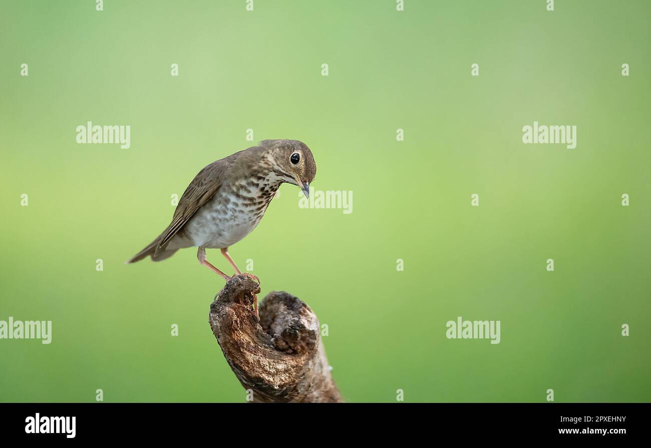 A Swainson Thrush perched atop a thin spindly branch, looking straight ...