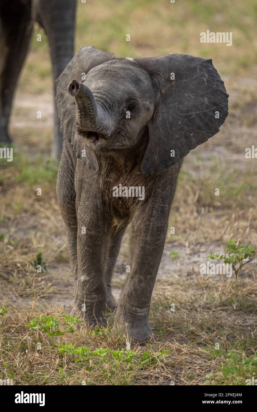 Baby African elephant approaches camera lifting trunk Stock Photo - Alamy