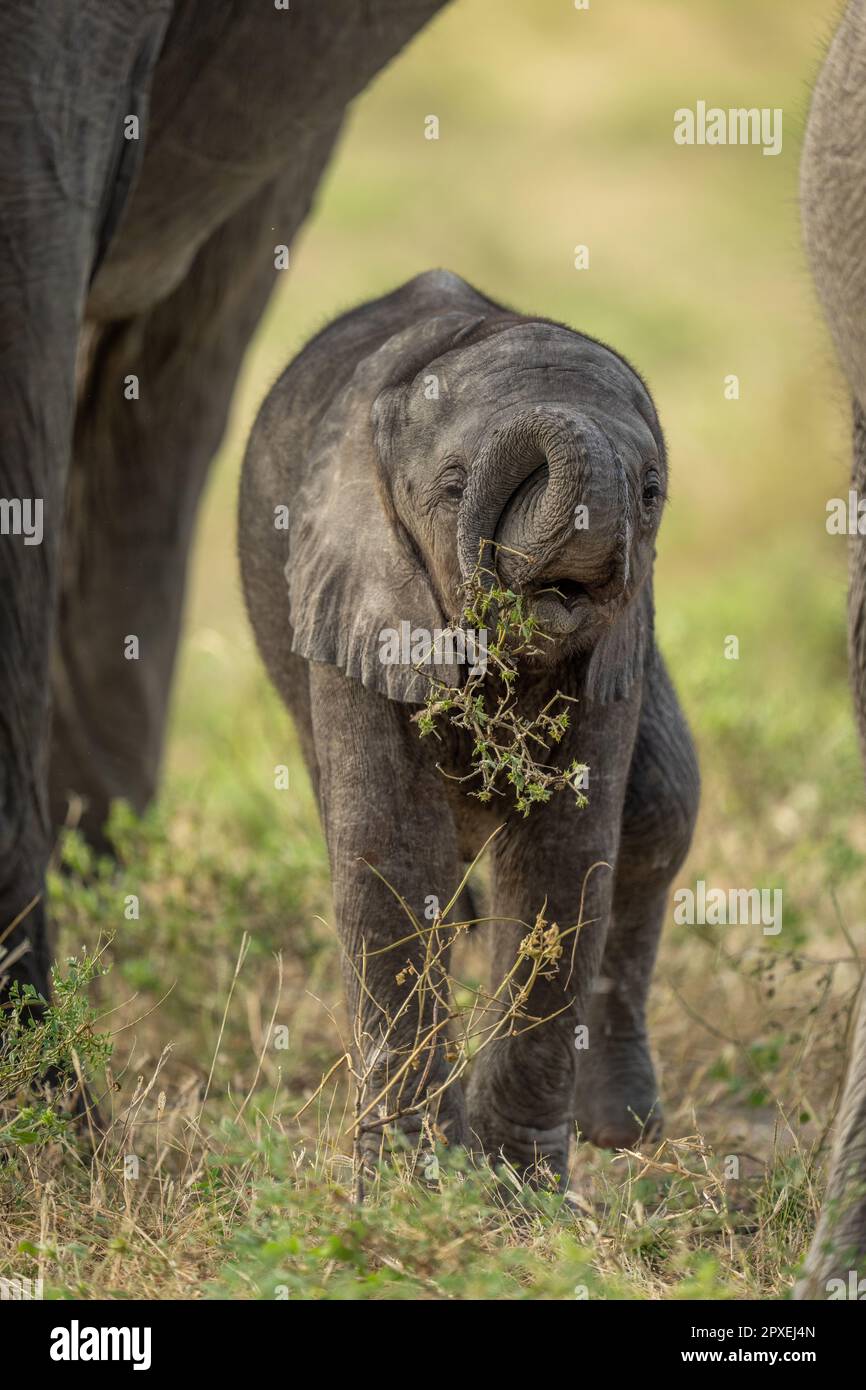 Baby African bush elephant walks holding branch Stock Photo - Alamy