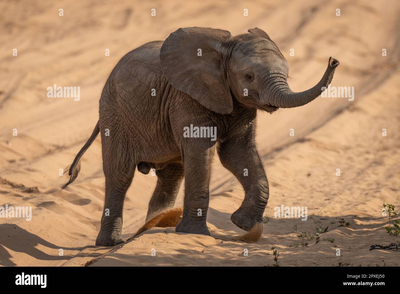 Baby African elephant crosses track raising trunk Stock Photo - Alamy