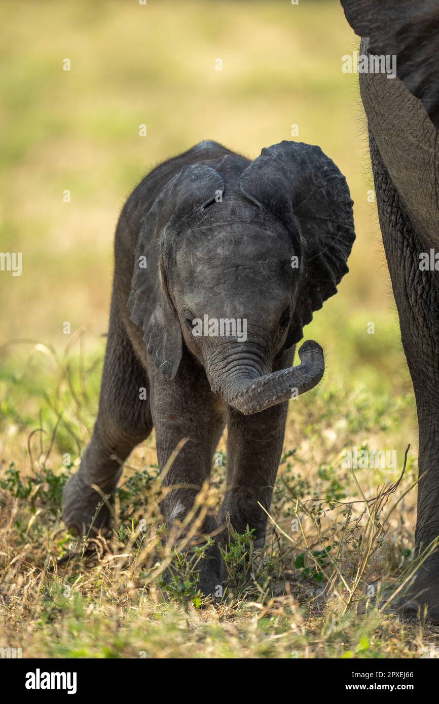 Baby Elephant Standing On Trunk