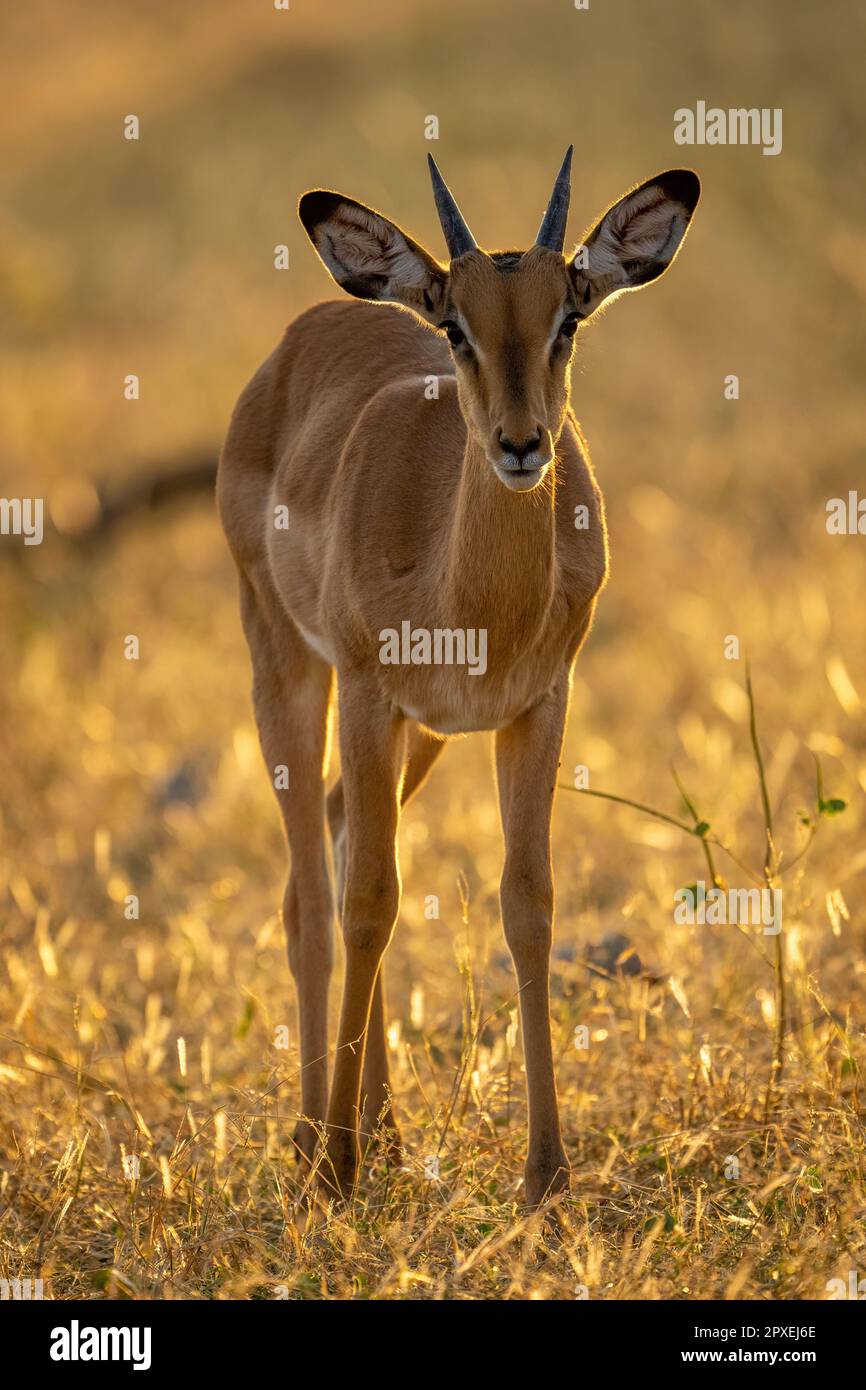 Backlit young male impala stands facing camera Stock Photo - Alamy