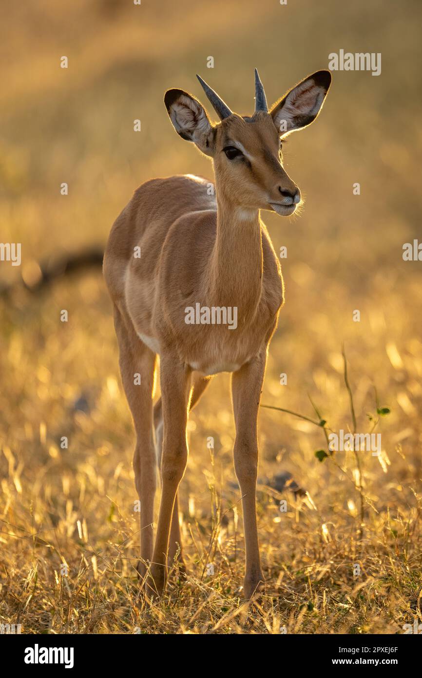 Antelope stands watching hi-res stock photography and images - Alamy