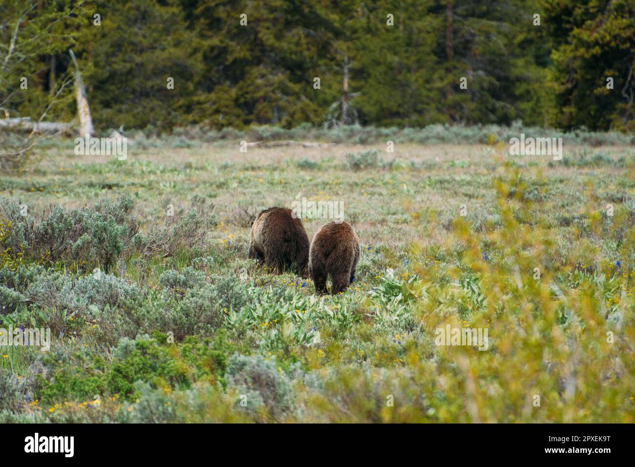 An idyllic outdoor scene featuring two large brown bears grazing in a ...