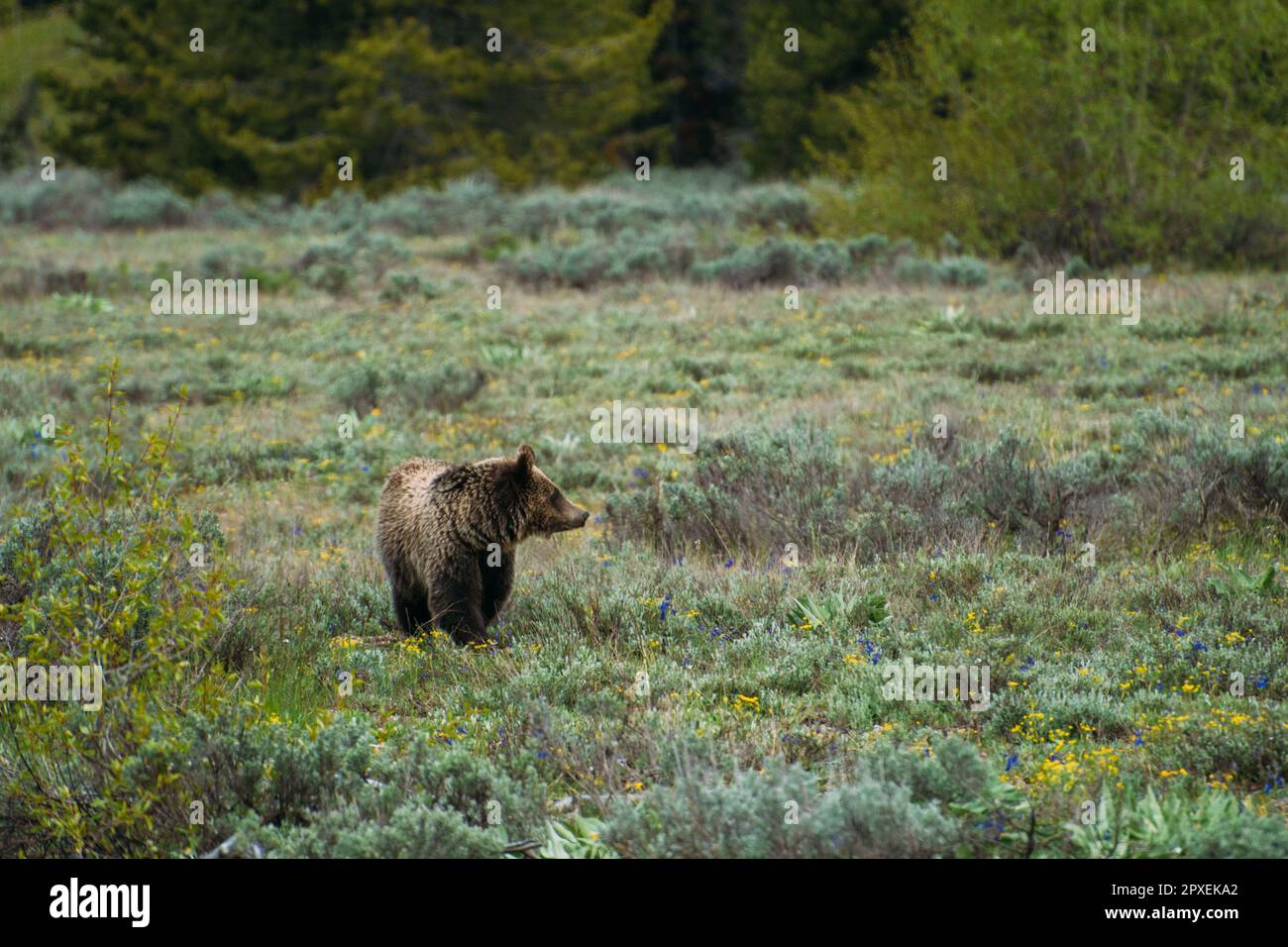 A large brown bear ambling through a meadow of lush green grass and ...