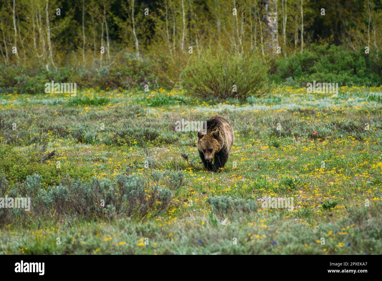 A large brown bear ambling through a meadow of lush green grass and ...