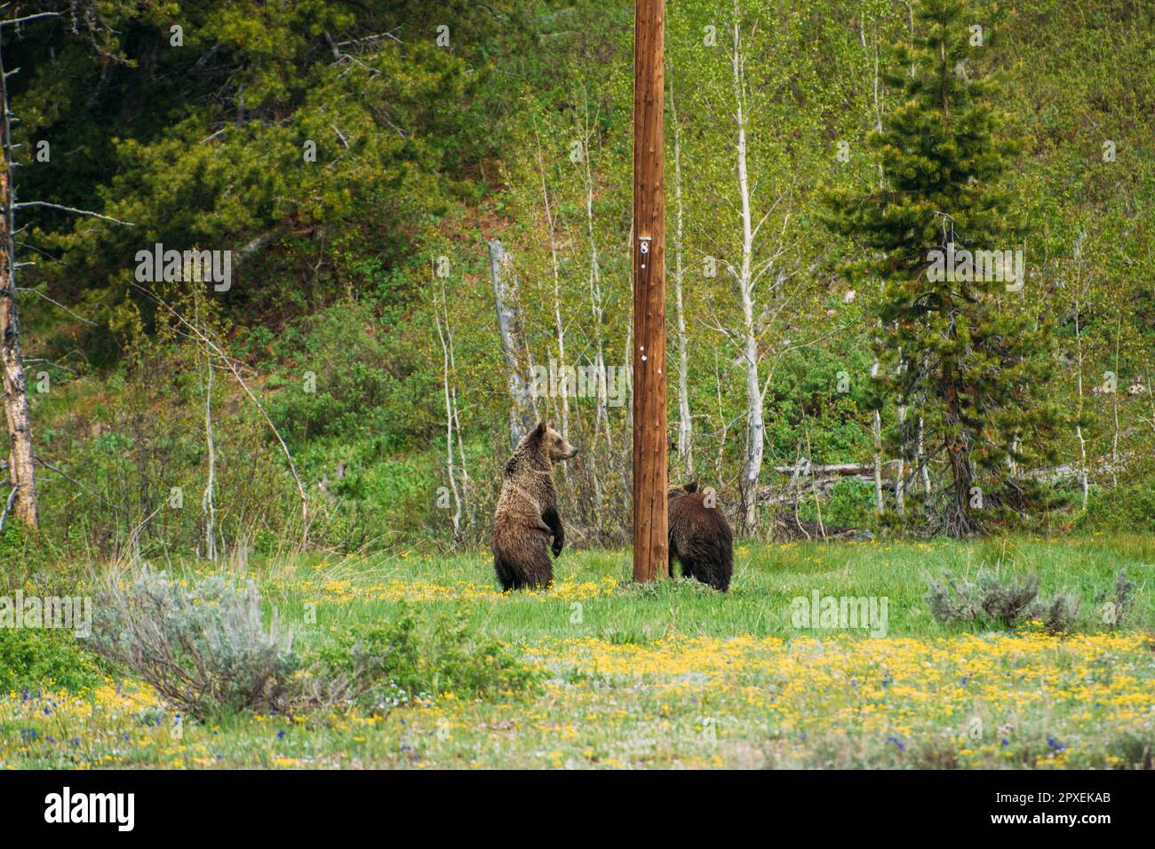 Two brown bears standing in a forest clearing near a tall pole and ...