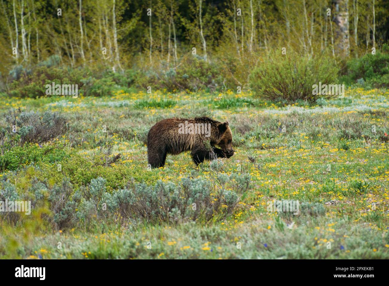 A large brown bear ambling through a meadow of lush green grass and ...