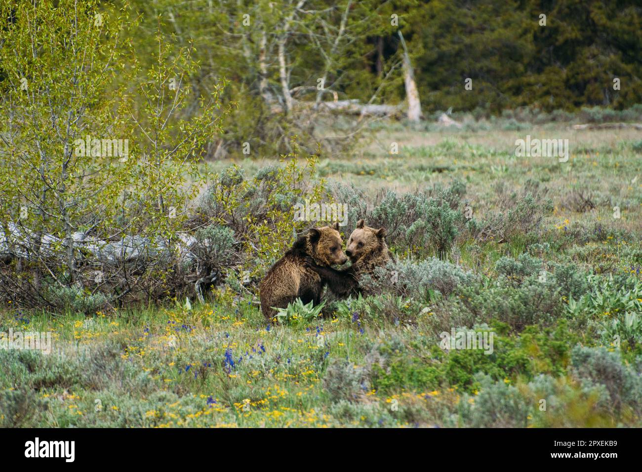 An idyllic outdoor scene featuring two large brown bears grazing in a ...