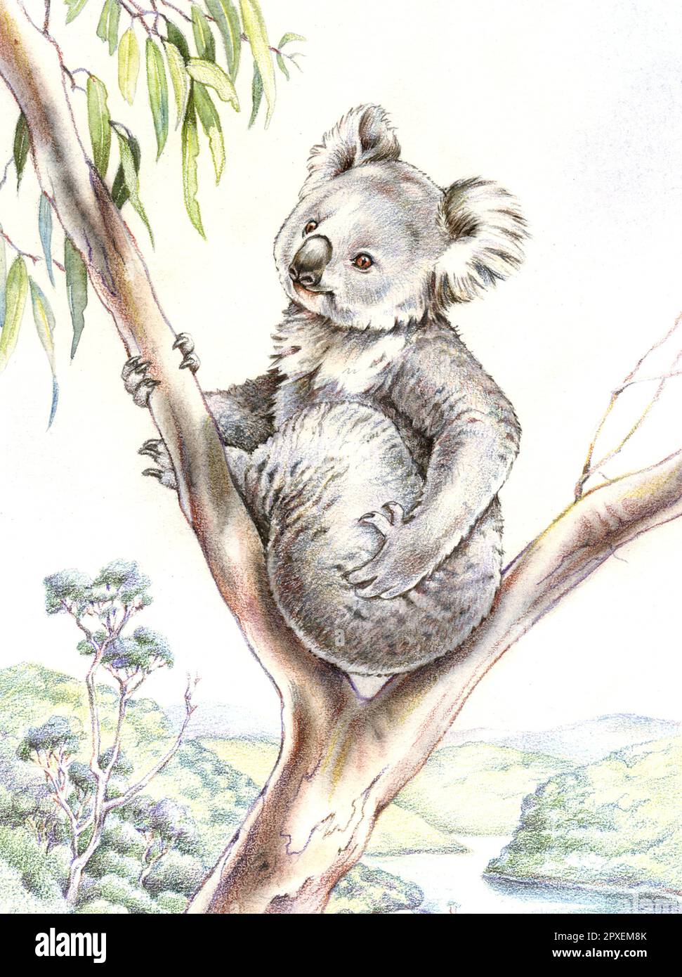 Animals-Koala in tree Stock Photo - Alamy