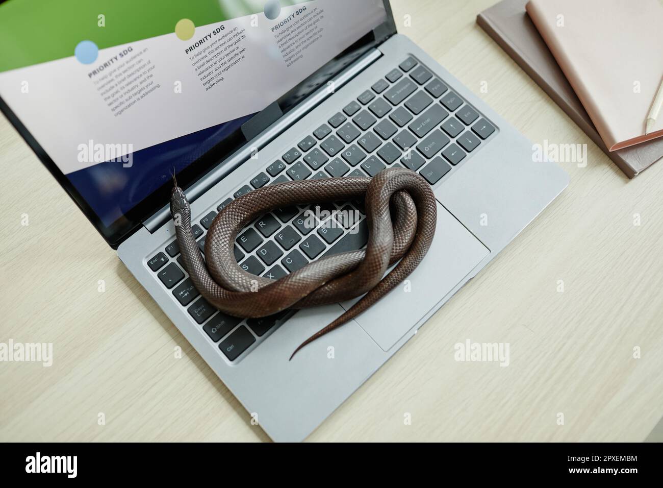 High angle of twisted rat snake creeping over keyboard of laptop with ...