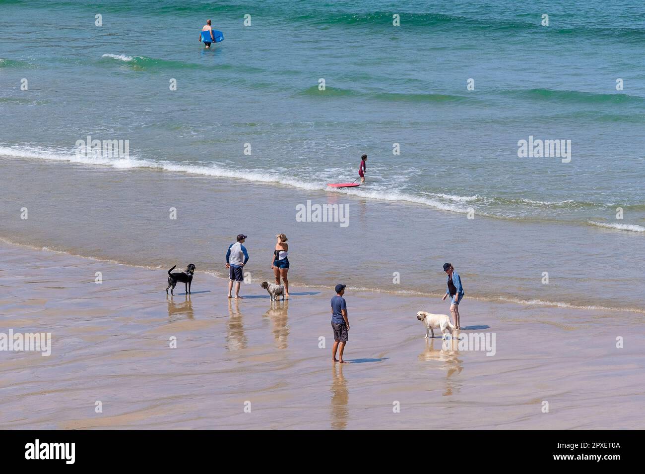 Holidaymakers and their dogs on Porth Polly Joke beach in Newquay in ...
