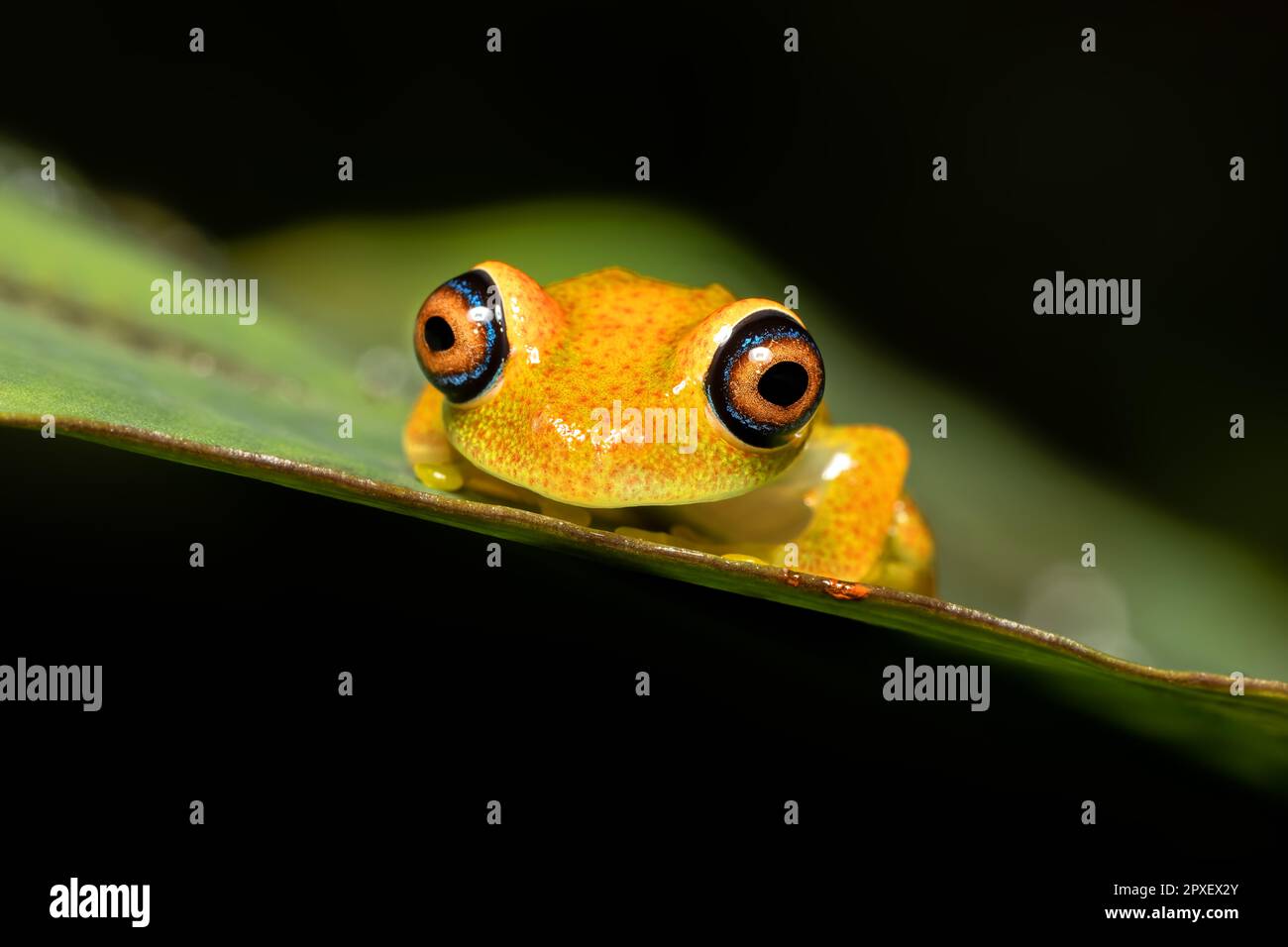 Green Bright-Eyed Frog (Boophis Viridis), species of endemic frog in ...