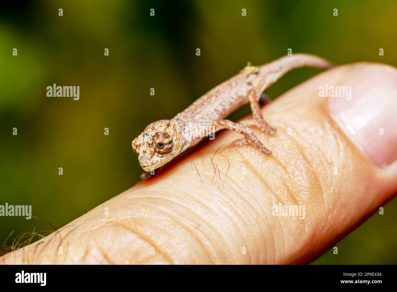 Calumma fallax (juvenile), deceptive chameleon or short-nosed deceptive ...