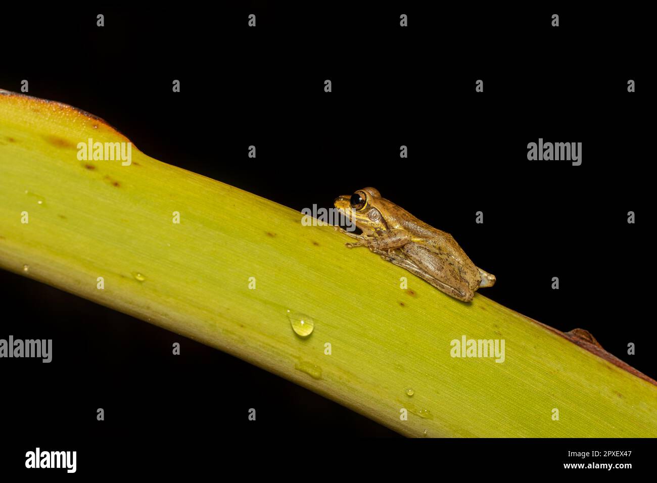 Boophis doulioti, endemic species of frog in the family Mantellidae ...