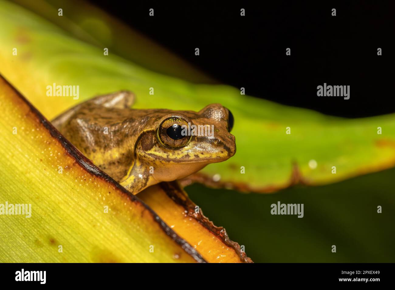 Boophis doulioti, endemic species of frog in the family Mantellidae ...