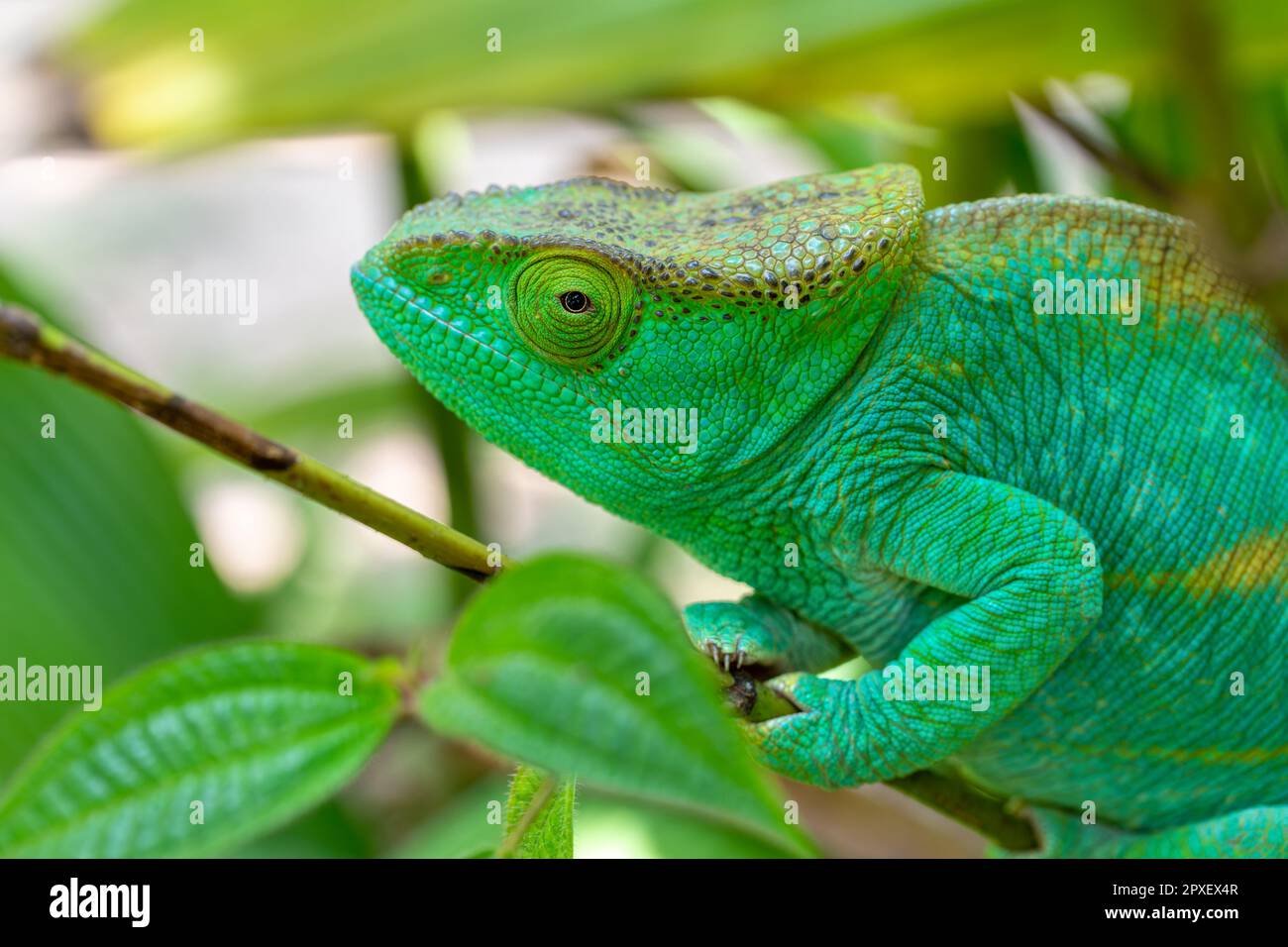 Chamaeleonidae