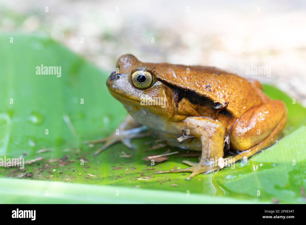 Dyscophus guineti, false tomato frog or the Sambava tomato frog, is a ...