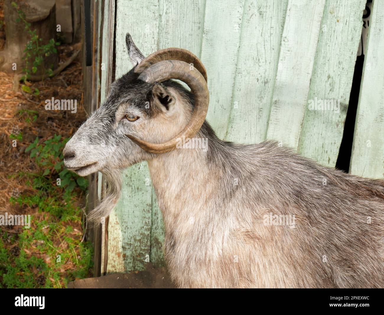 Bearded gray goat with large chic horns in profile against the ...