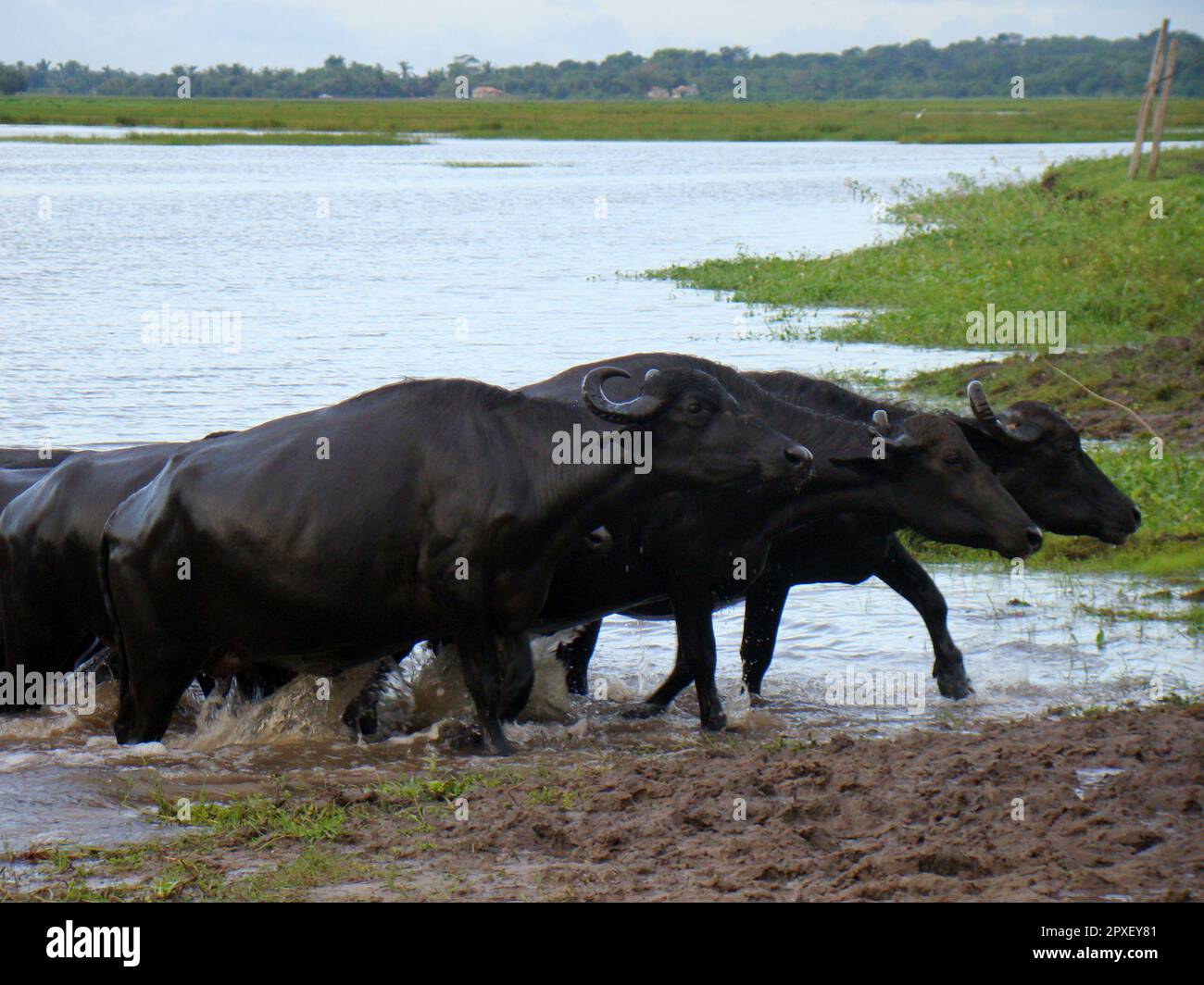 Buffaloes in a region of flooded fields in the Amazon region in ...