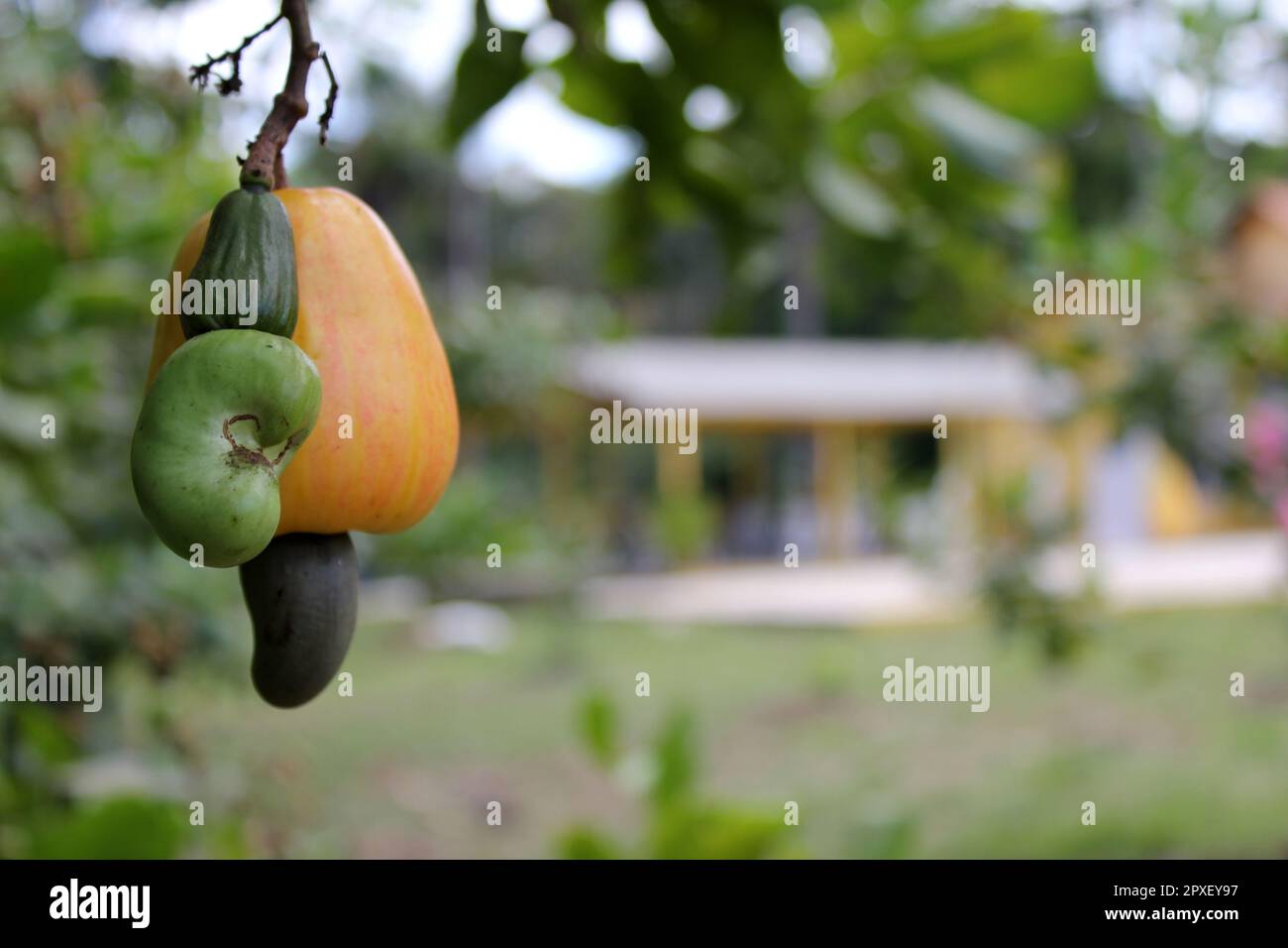 Two cashews (one ripe and one unripe) still in the tree, in the ...