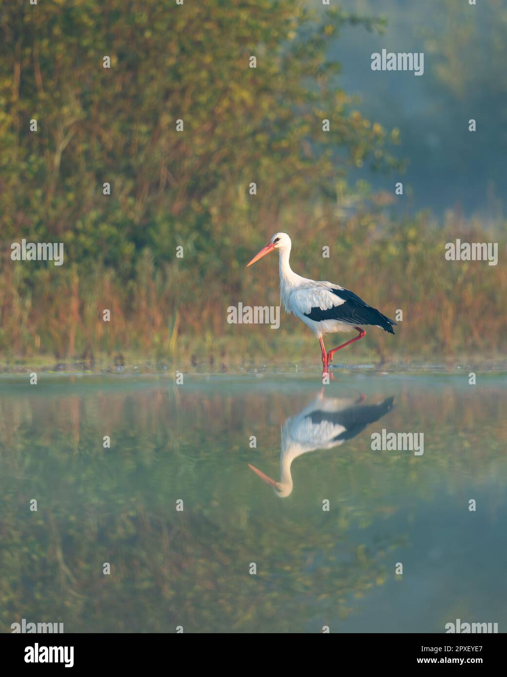 A white stork wading in the water Stock Photo - Alamy