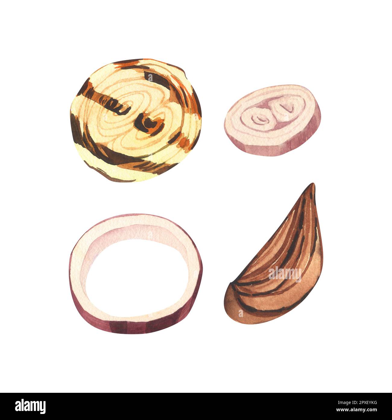 Watercolor delicious grilled onion rings. Hand-drawn illustration ...