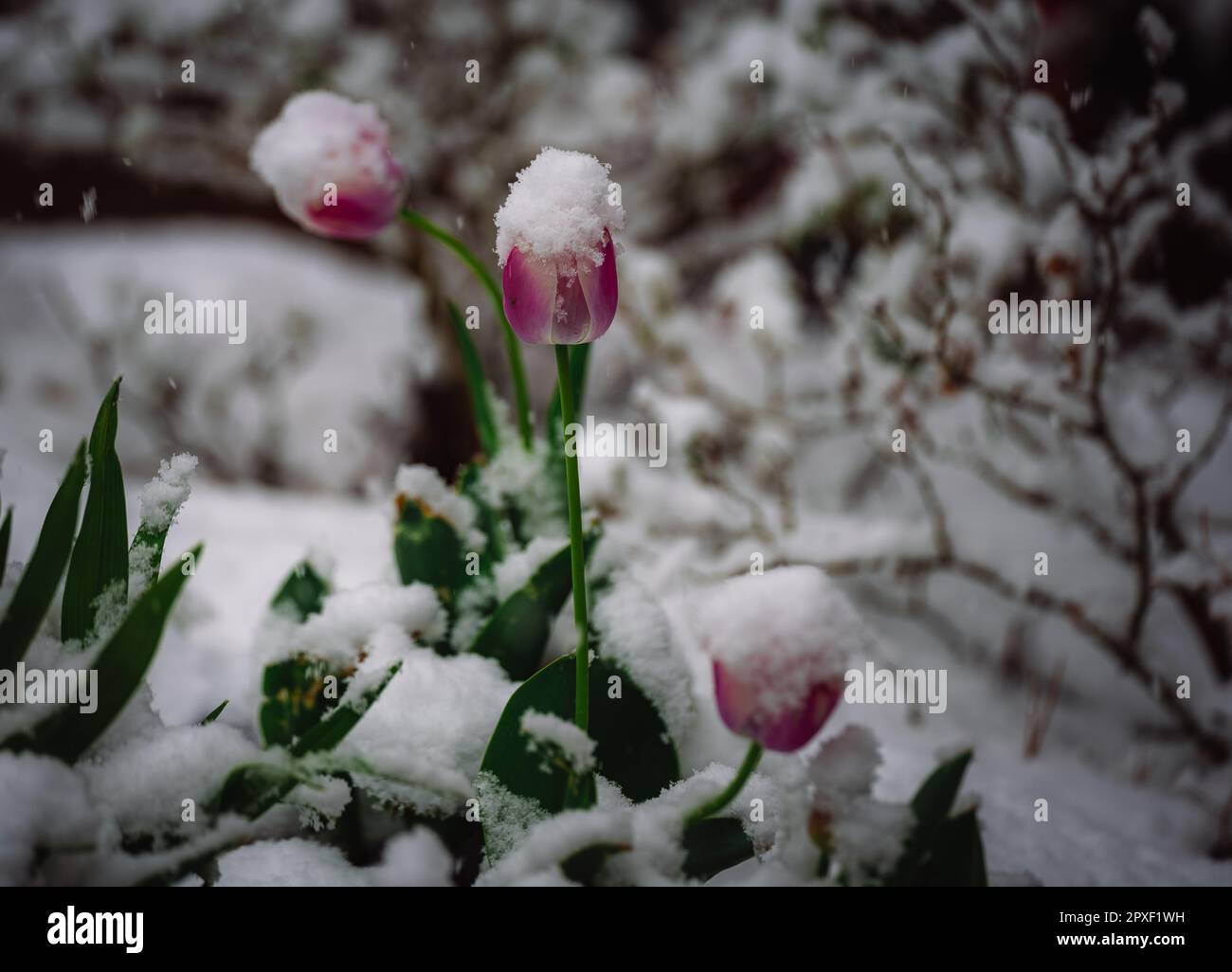 A tranquil winter scene featuring a cluster of delicate pink tulips ...