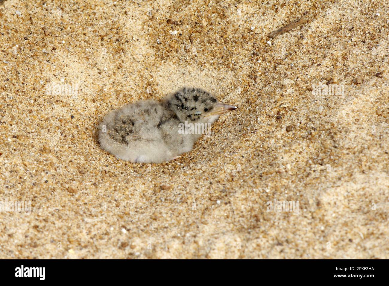 A newly-born sand-colored nighthawk (Chordeiles rupestris) chick ...