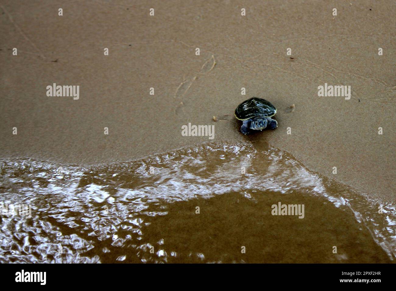 Arrau turtle (Podocnemis expansa) cub on its first exit after its ...