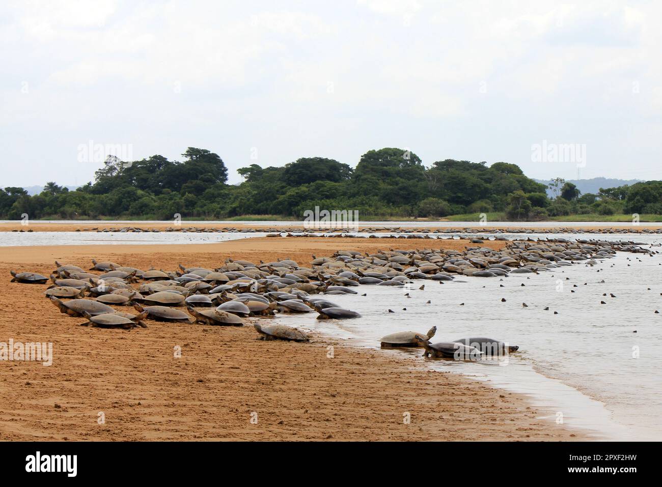 Flock of Arrau turtle (Podocnemis expansa) during the spawning season ...