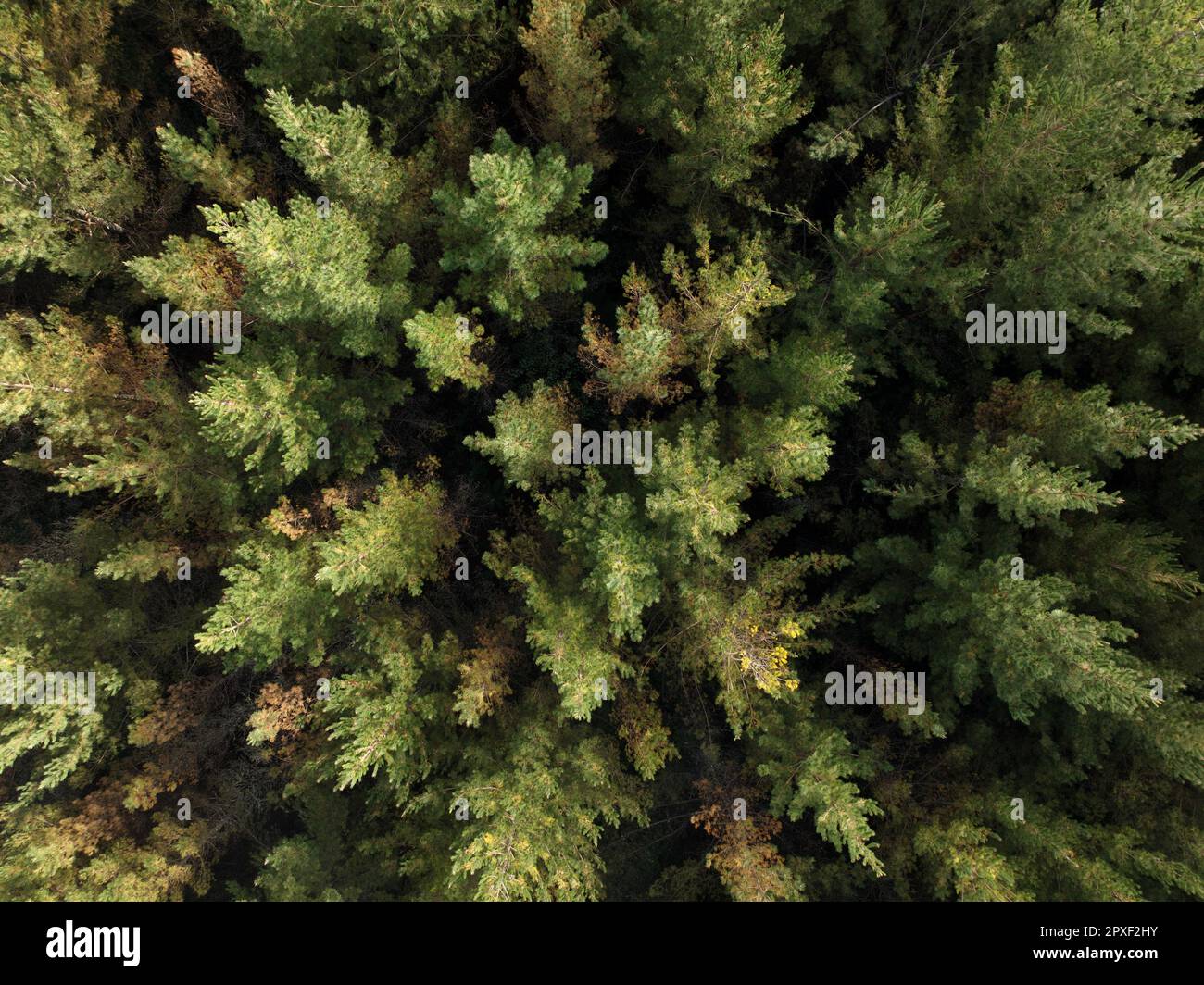 An aerial view of a forest with lush evergreen trees Stock Photo - Alamy