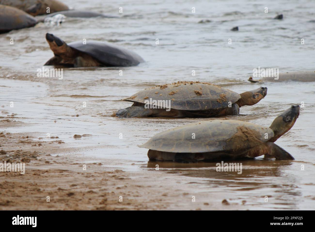 Flock of Arrau turtle (Podocnemis expansa) during the spawning season ...