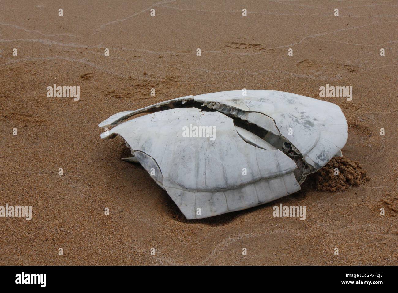 Carapace of an Amazonian tortoise that passed away after being hit by ...