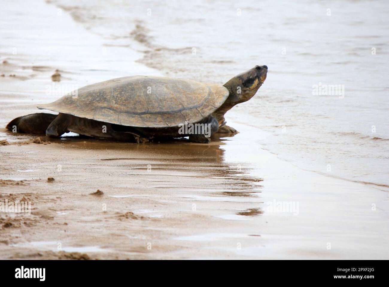 Arrau turtle (Podocnemis expansa) during the spawning season on the ...