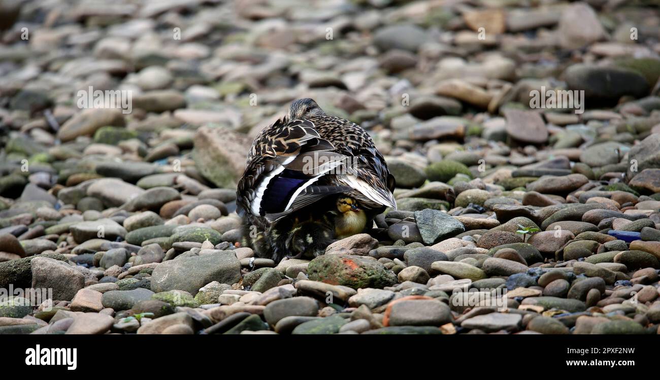 Female mallard protecting her brood of ten ducklings Stock Photo - Alamy