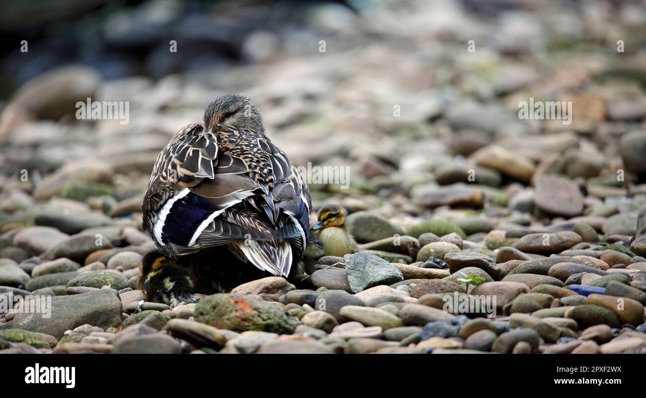 Female mallard protecting her brood of ten ducklings Stock Photo - Alamy