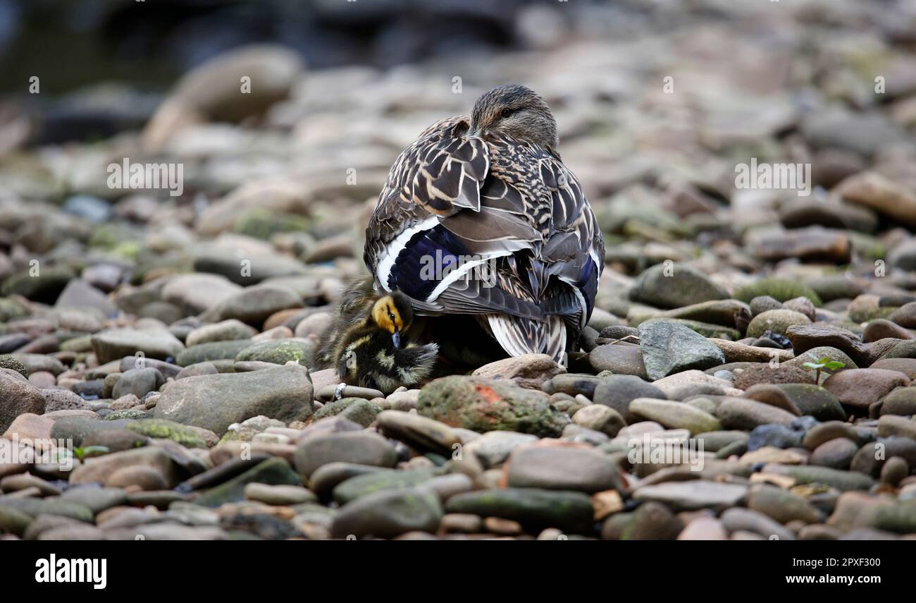 Female mallard protecting her brood of ten ducklings Stock Photo - Alamy