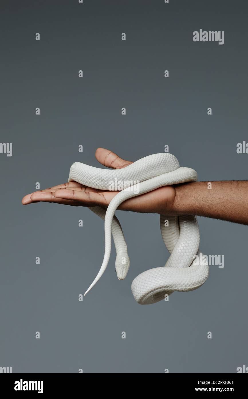 Hand of young African American male owner of serpent holding white ...