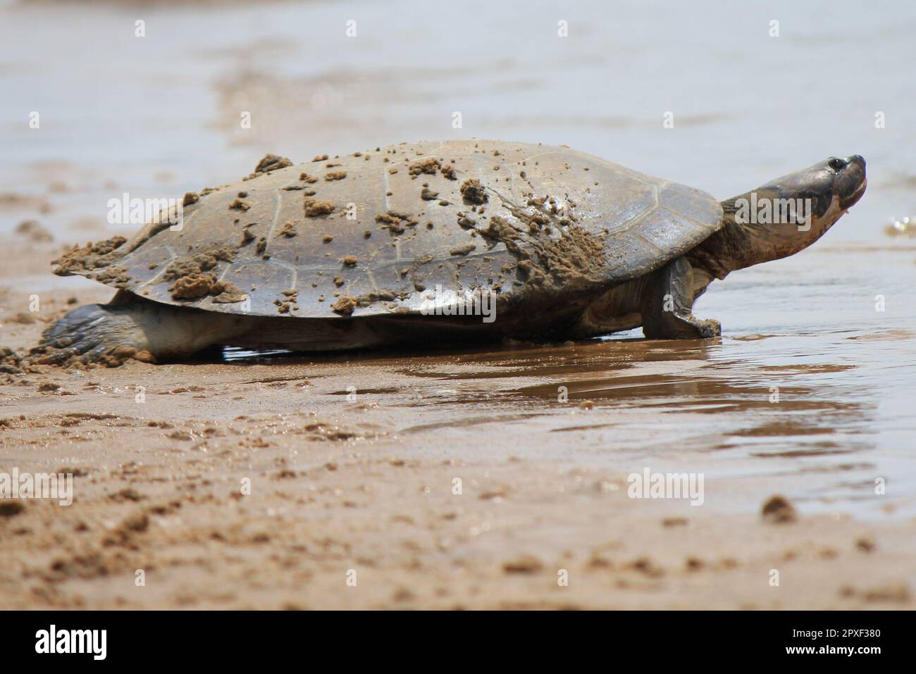 Arrau turtle (Podocnemis expansa) during the spawning season on the ...