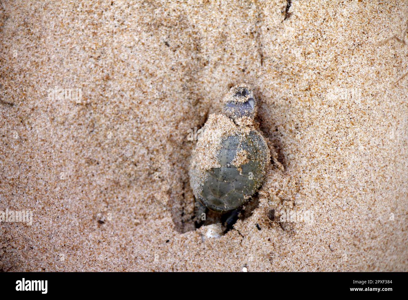 Arrau turtle (Podocnemis expansa) cub on its first exit after its ...