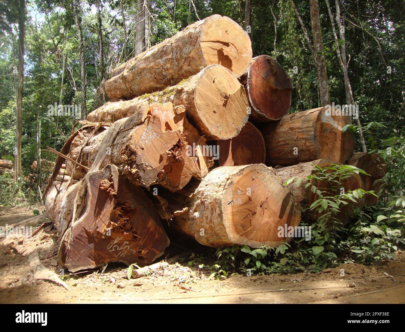 Stack of logs extracted from a sustainable forest management area ...